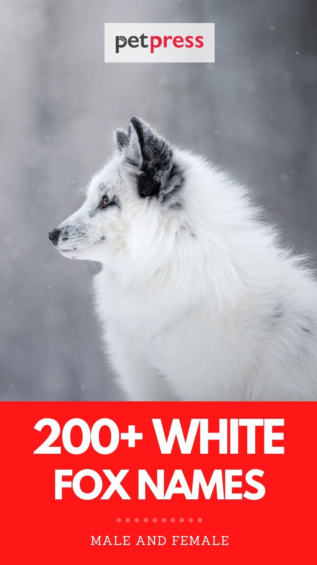Best 200+ White Fox Names - Cool Names For A White Fox