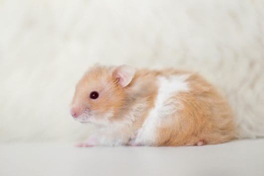 Orange Hamster Names - 170+ Name Ideas For Orange Hamster