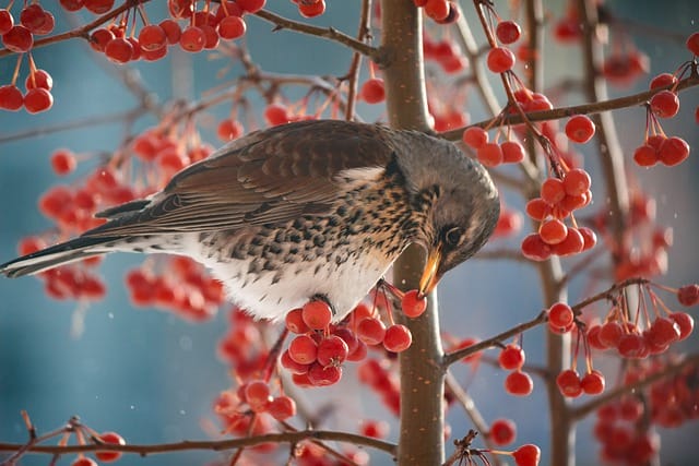 50+ Unique 10 Letter Bird Names For Your Adorable Feathered Friend