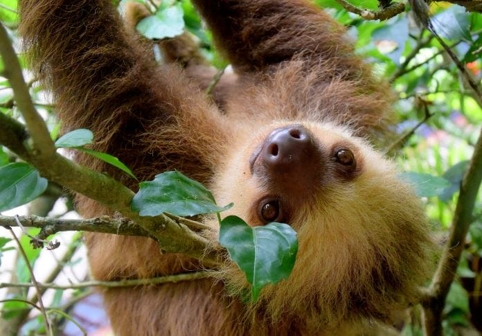 10+ Interesting Sloth Facts - All You Need To Know About Sloths