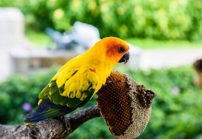 100+ Spanish Names for a Parrot: The Best Spanish Parrot Names