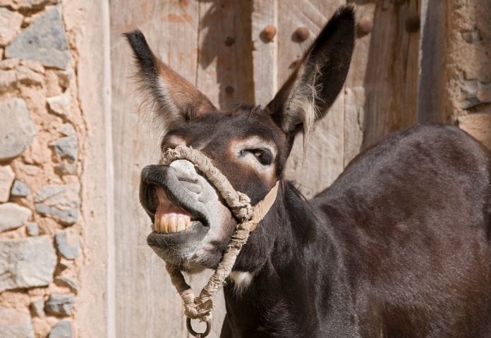 140+ Funny Donkey Names - Funny & Cute Names For A Pet Donkey