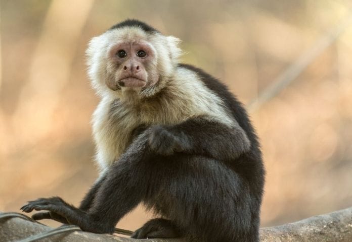 130+ Good Ape Names - Best Names For An Ape (Male And Female)