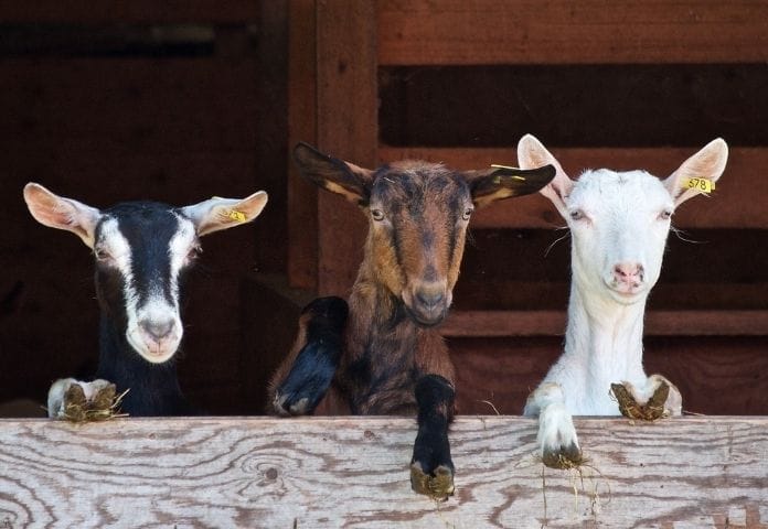 Black And White Goat Names - 120+ Names For Black Or White Goats
