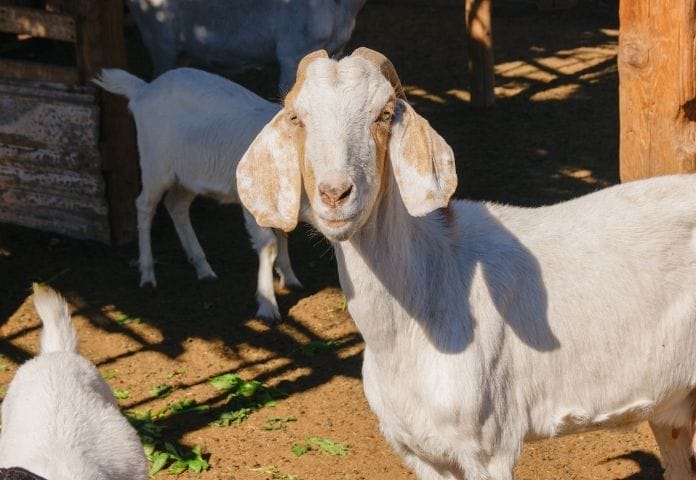 Best Mexican Goat Names: List of 90+ Mexican Nicknames for a Pet Goat