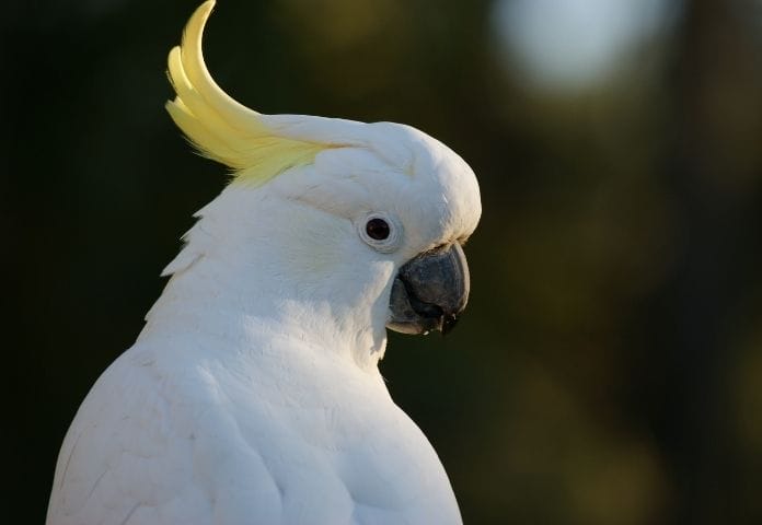 Best White Parrot Names: List of 200+ Names for a White Parrot