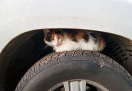 120+ Best Cat Car Names: List of Car-Inspired Names for Your Kitty
