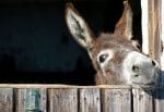 140+ Funny Donkey Names - Funny & Cute Names For A Pet Donkey