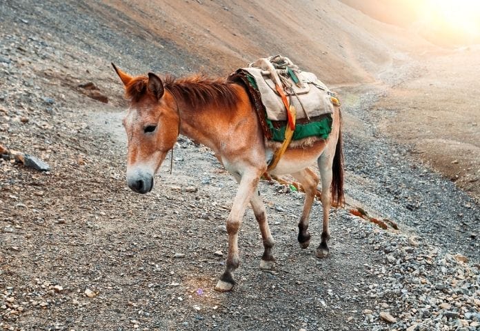 Famous Donkey Names: List of 60+ Famous Names for a Pet Donkey