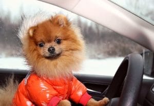 The Best Car Dog Names: 120+ Names For Dogs Inspired by Cars