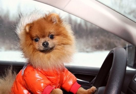 The Best Car Dog Names: 120+ Names For Dogs Inspired by Cars