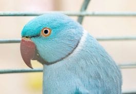 200+ Blue Parrot Names: Best Name Ideas for a Pet Blue Parrot