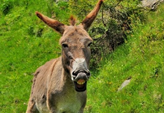 140+ Funny Donkey Names - Funny & Cute Names For A Pet Donkey