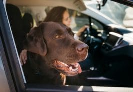 The Best Car Dog Names: 120+ Names For Dogs Inspired by Cars