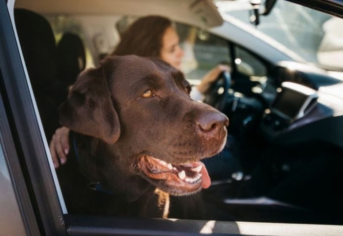 The Best Car Dog Names: 120+ Names For Dogs Inspired by Cars