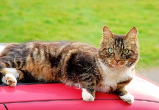 120+ Best Cat Car Names: List of Car-Inspired Names for Your Kitty