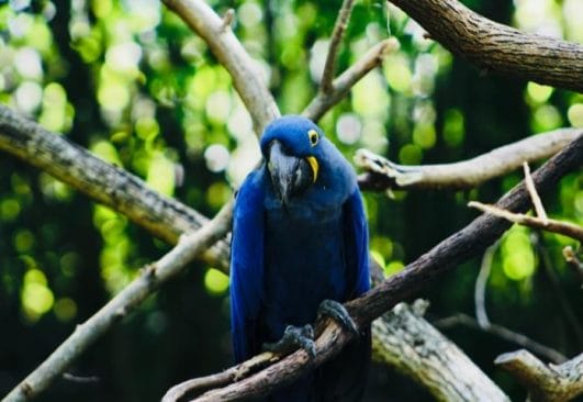 200+ Blue Parrot Names: Best Name Ideas for a Pet Blue Parrot