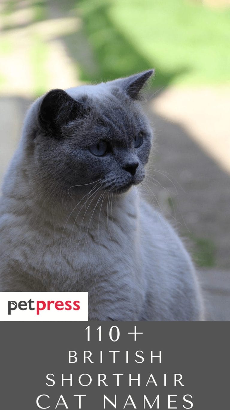 110+ Best British Shorthair Cat Names For Both Male And Female