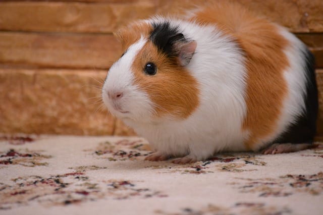 160+ Popular Calico Guinea Pig Name For Your Cute Furry Pet