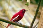 90+ Red Bird Names - Cute Name Ideas For Your Red Pet Bird