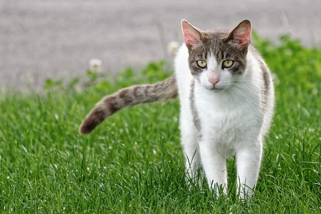 70+ Norse Cat Names With Meanings For Your Cute Feline Friend