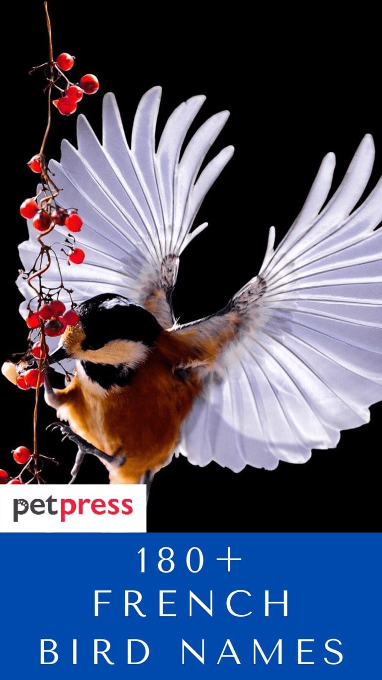 180+ French Bird Names - Unique Name Ideas For Your Pet Bird