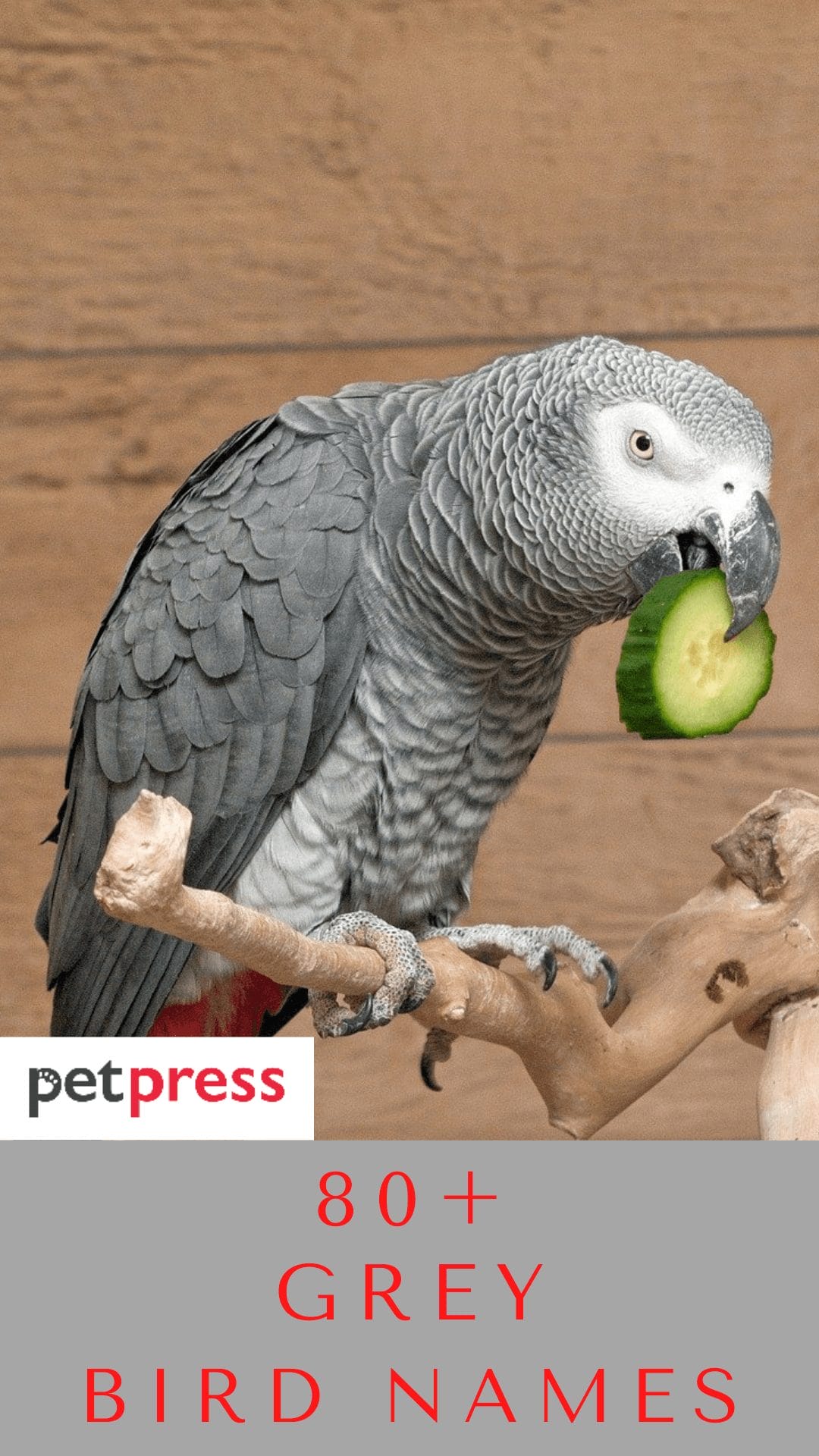 80+ Grey Bird Names - Best Name Ideas For Your Grey Pet Bird