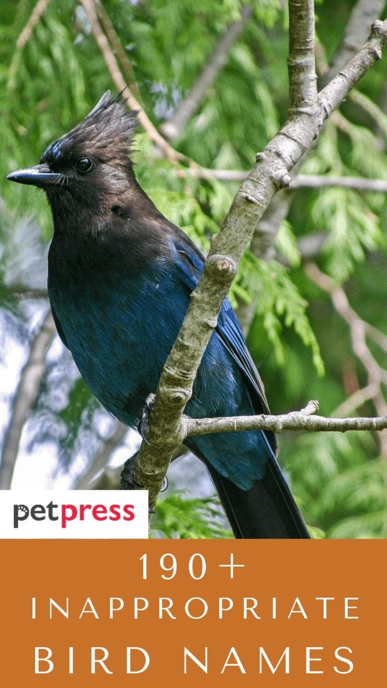 190+ Inappropriate Bird Names That Won't Fit With Your Pet Bird