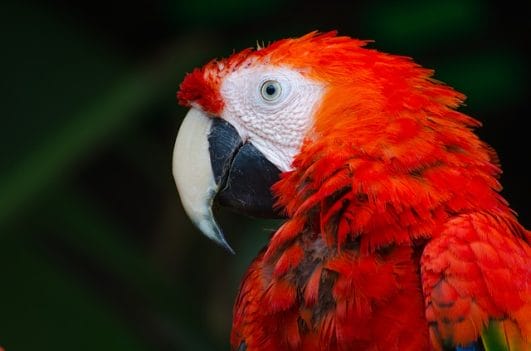 90+ Red Bird Names - Cute Name Ideas For Your Red Pet Bird