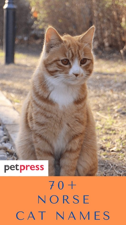 70+ Norse Cat Names With Meanings For Your Cute Feline Friend