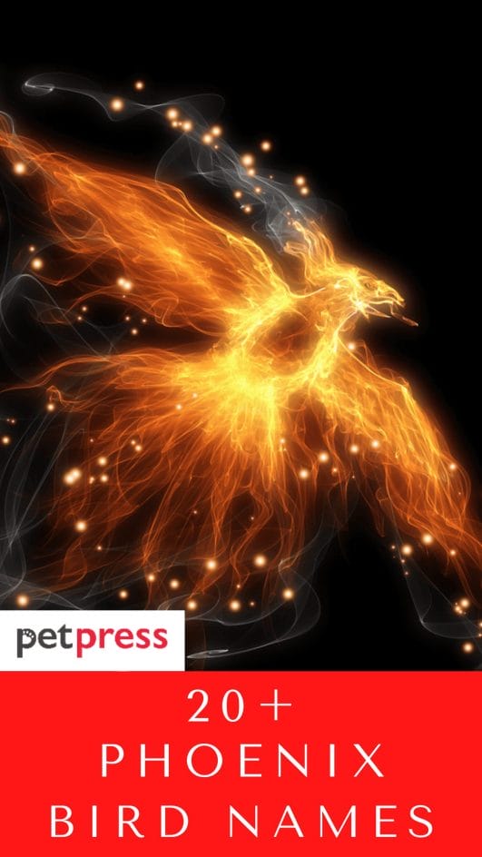 20+ Phoenix Bird Names For Your Unique Name Ideas For Your Pet Bird