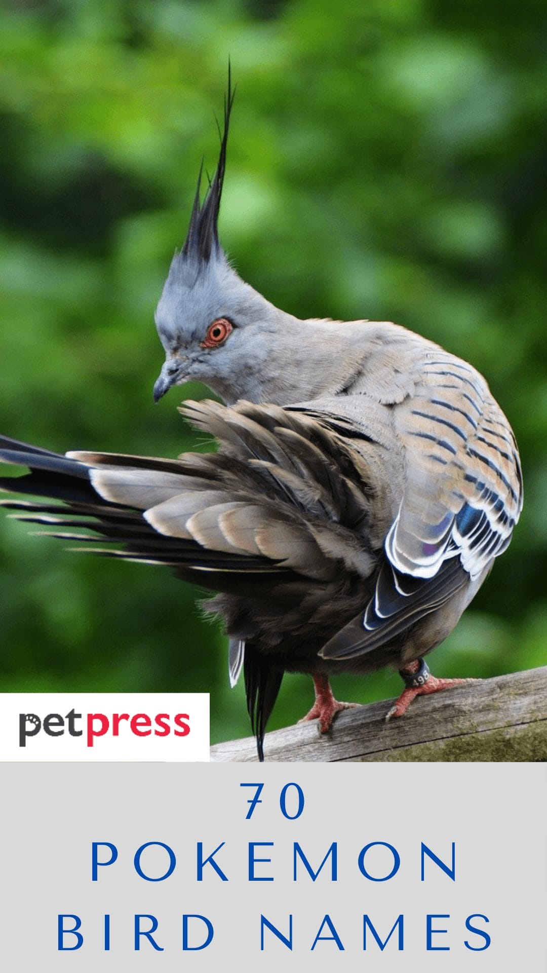 70 Pokemon Inspired Bird Names - Unique Name Ideas For Your Pet Bird