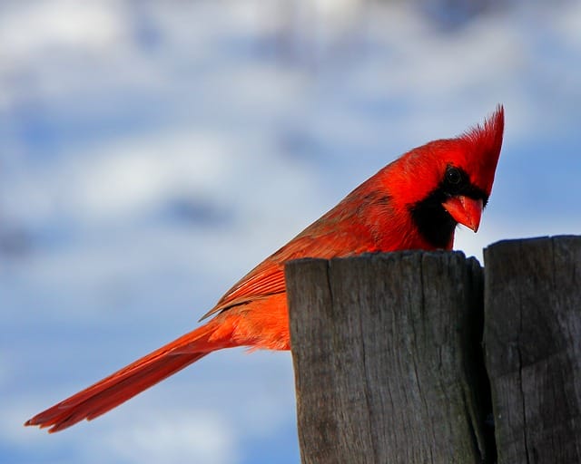 90+ Red Bird Names - Cute Name Ideas For Your Red Pet Bird