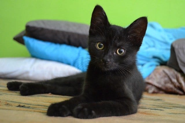 130+ Wiccan Cat Names That Will Fit Both Your Male And Female Cats