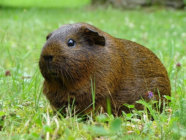 170+ Best Brown Guinea Pig Names For Your Cute Furry Pet