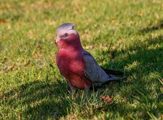 70+ Pink Bird Names - Top Name Ideas For Your Pink Pet Bird