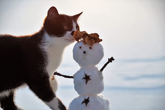 70+ Snow Inspired Cat Names For Your Adorable Pet Cats
