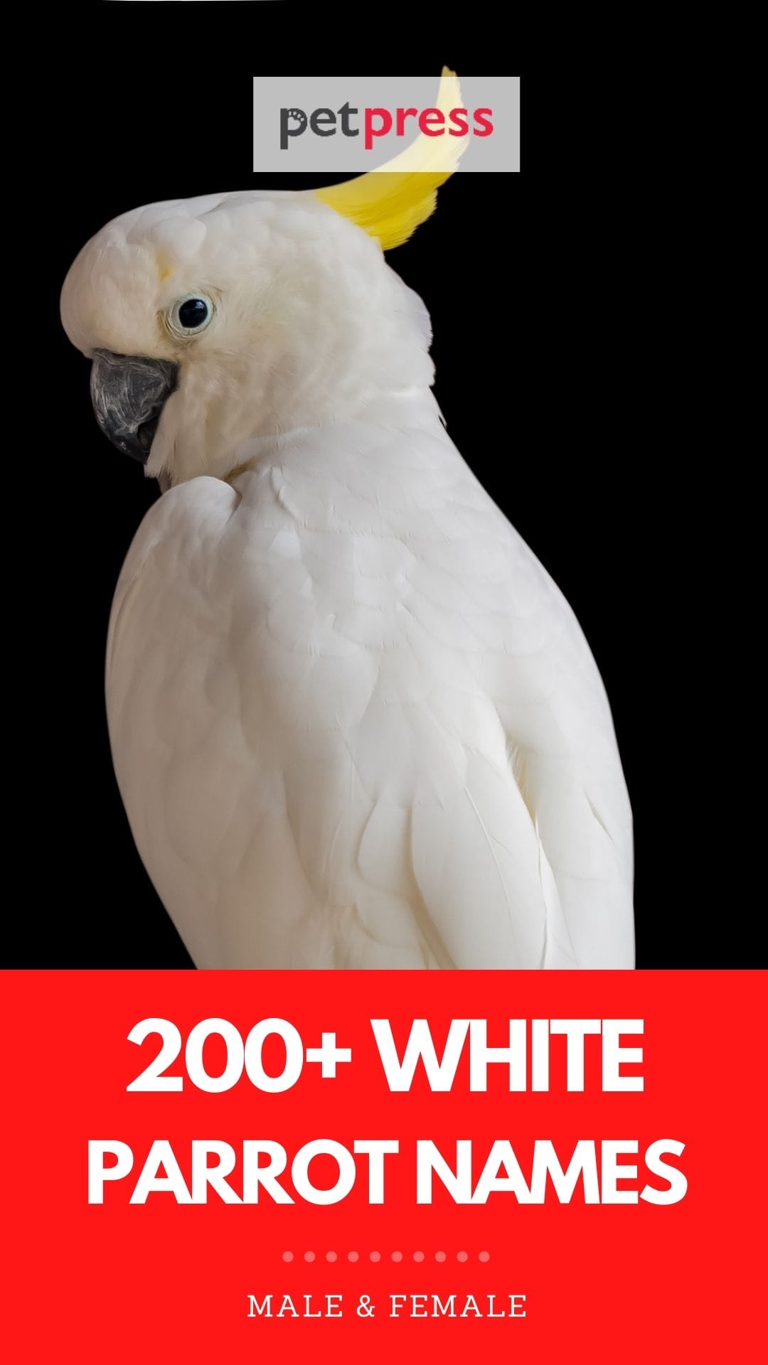 Best White Parrot Names: List of 200+ Names for a White Parrot