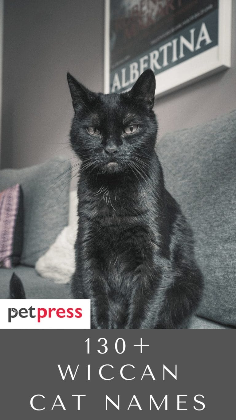 130+ Wiccan Cat Names That Will Fit Both Your Male And Female Cats
