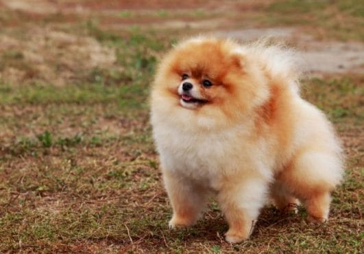 10 Meanest Dog Breeds: The 10 Most Aggressive Dogs and Why