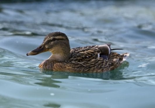 150+ Best Female Duck Names: Unique Names for Your Feathered Friend