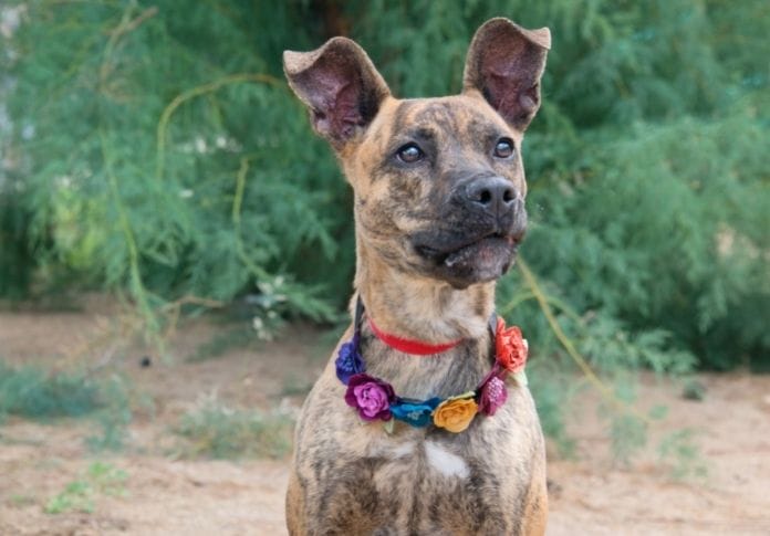 Best Mutt Dog Names: 100+ Names for Your Mixed-Breed Pooch