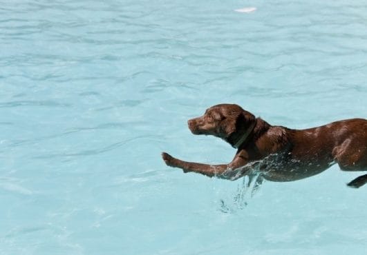 120+ Best Water Dog Names: Water-Themed Names for Dogs
