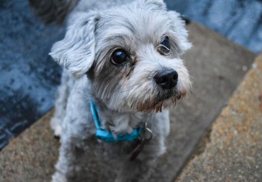 150+ Grey Dog Names - The Best Options for Your New Grey Pooch