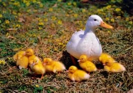 200+ Most Famous Duck Names To Choose From