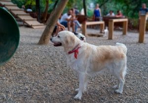 The Best One-Syllable Dog Names: Over 200 Choices to Choose From