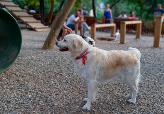 The Best One-Syllable Dog Names: Over 200 Choices to Choose From