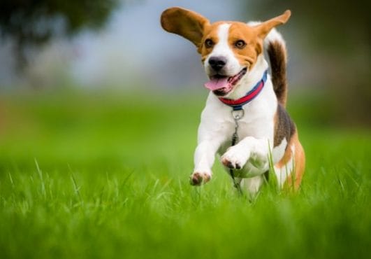 The Best One-Syllable Dog Names: Over 200 Choices to Choose From