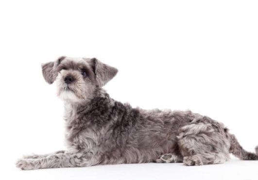 150+ Grey Dog Names - The Best Options for Your New Grey Pooch