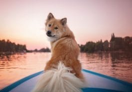 The Best One-Syllable Dog Names: Over 200 Choices to Choose From